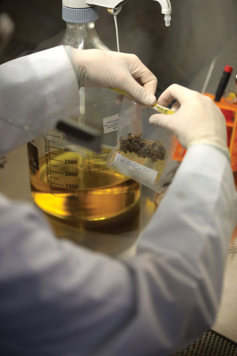 A day in the life: Marijuana lab testing (SLIDESHOW)