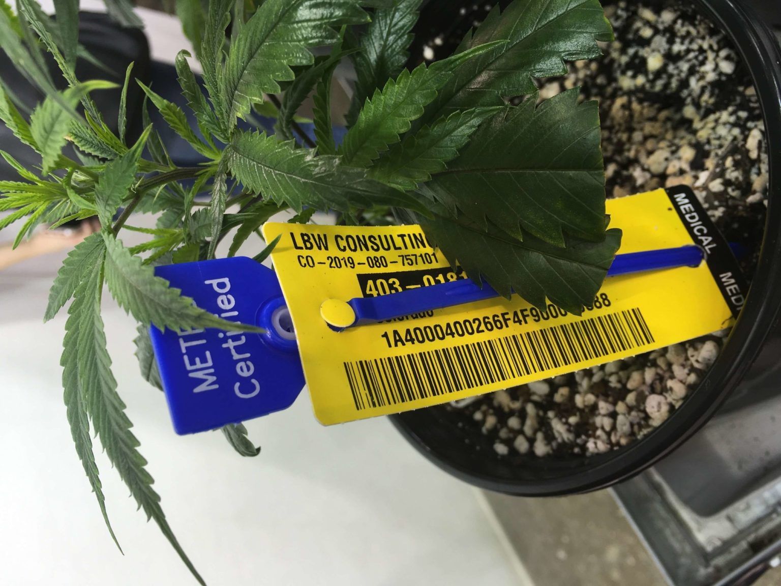 metrc-downtime-in-california-causing-a-lot-of-heartburn-for-cannabis