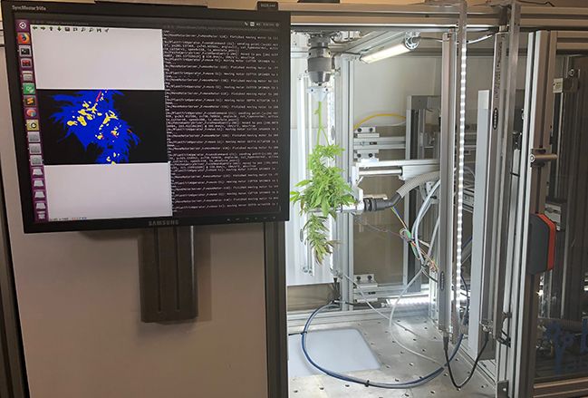 Massachusetts robotics company testing automated cannabis trimming solution