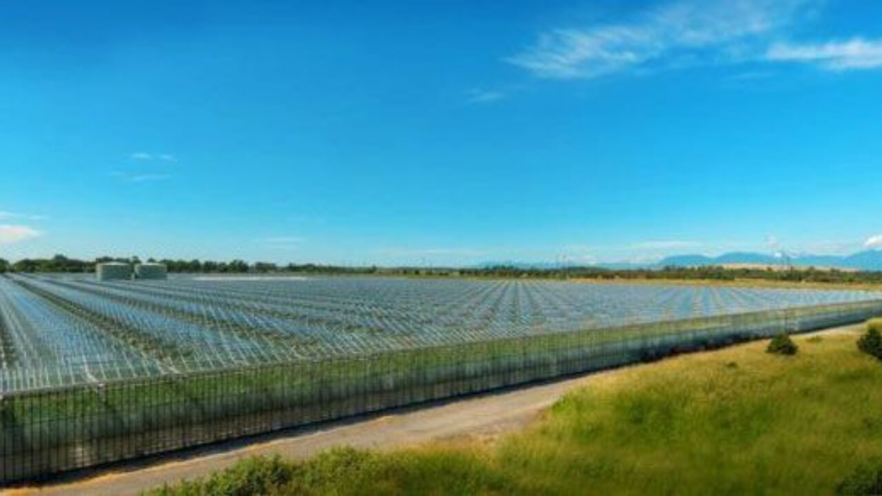 Canadian cannabis unit of Village Farms reports another profit