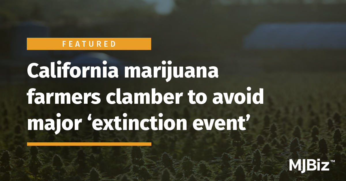 California marijuana farmers clamber to avoid major 'extinction event'