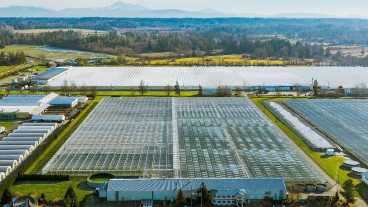 Canadian cannabis company Zenabis Global files for creditor protection