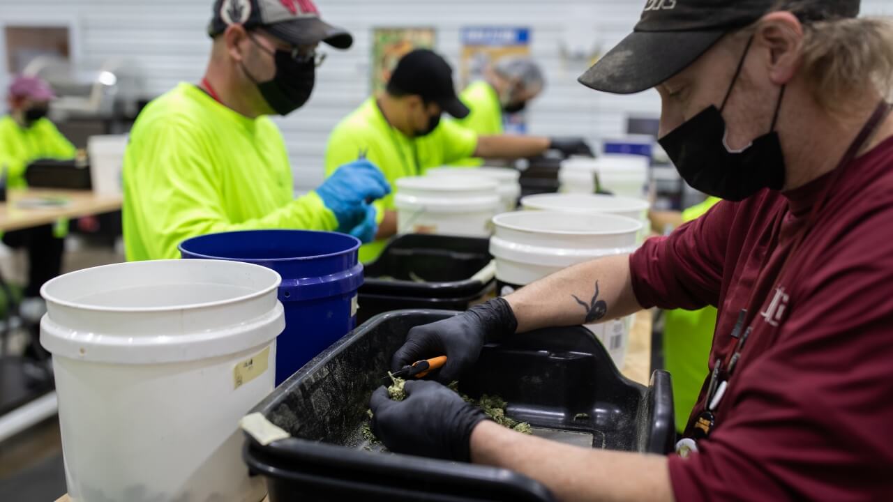 Demand for seasonal cannabis harvest workers surges after industry layoffs