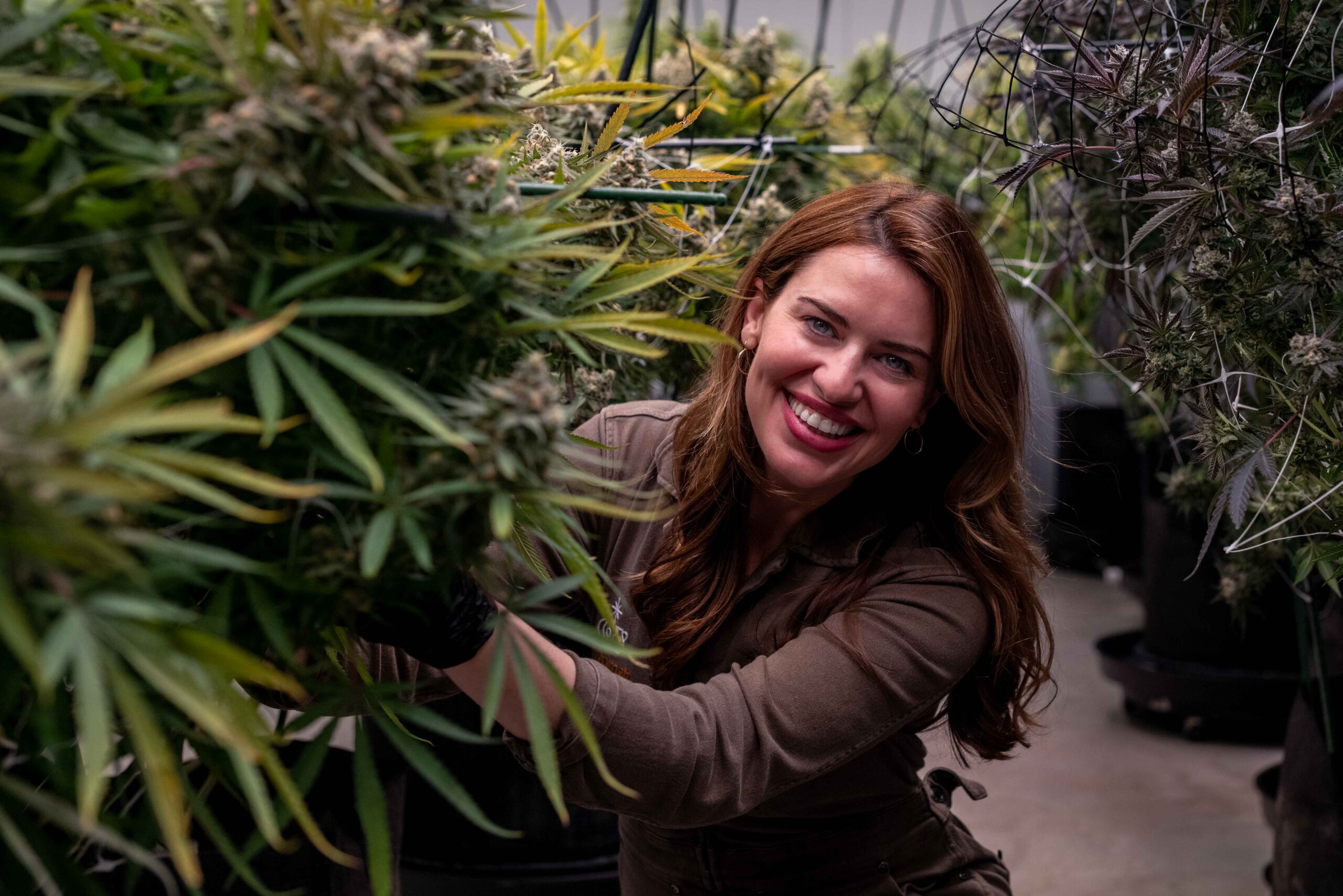 Can Arkansas' small MMJ operators survive interstate commerce?